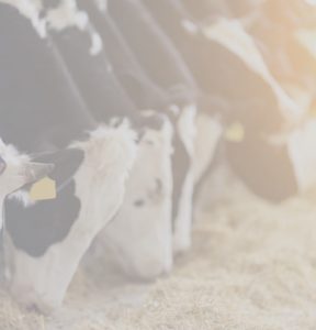 Disability Rights Iowa | Legal Protection and Advocacy